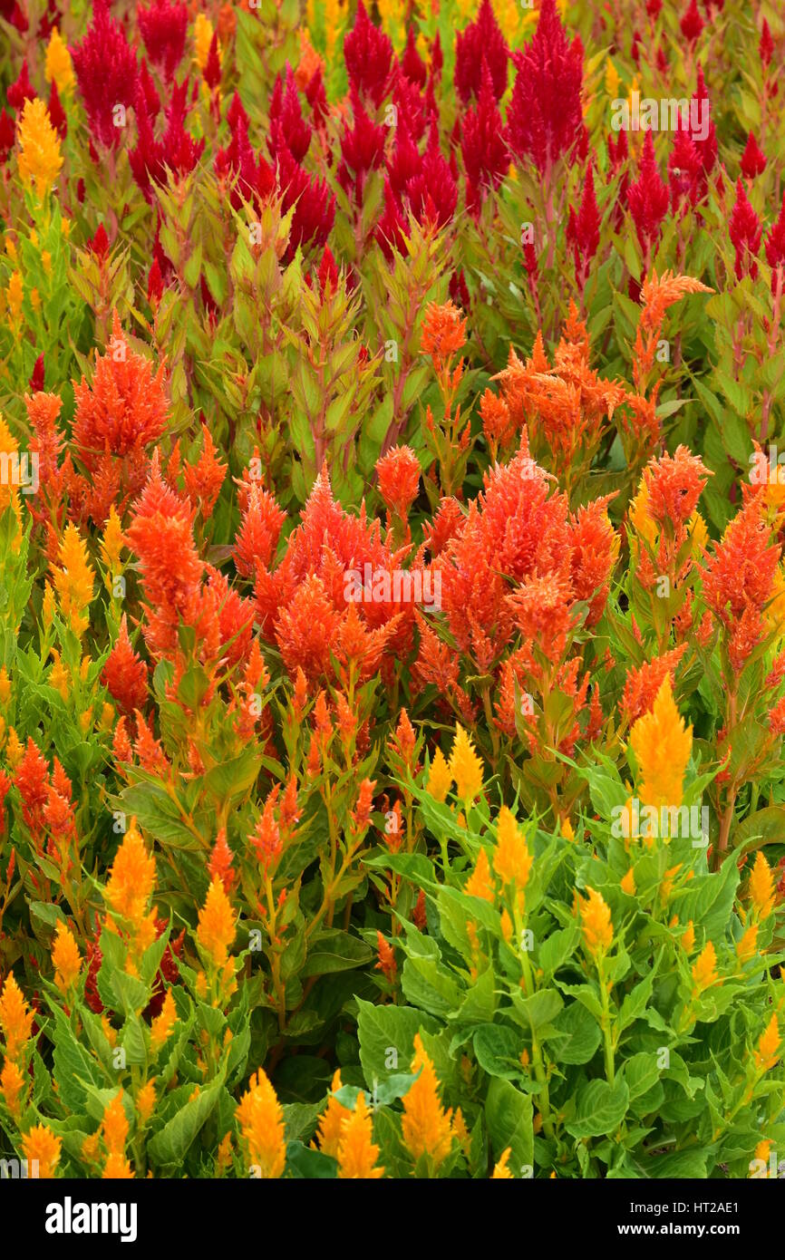 Dense garden plants of various colors from yellow through green to dark ...