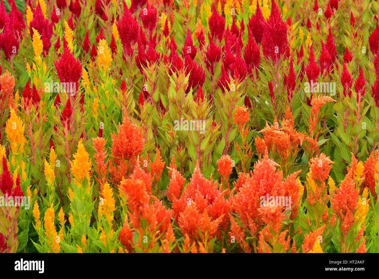 Dense garden plants of various colors from yellow through green to dark ...