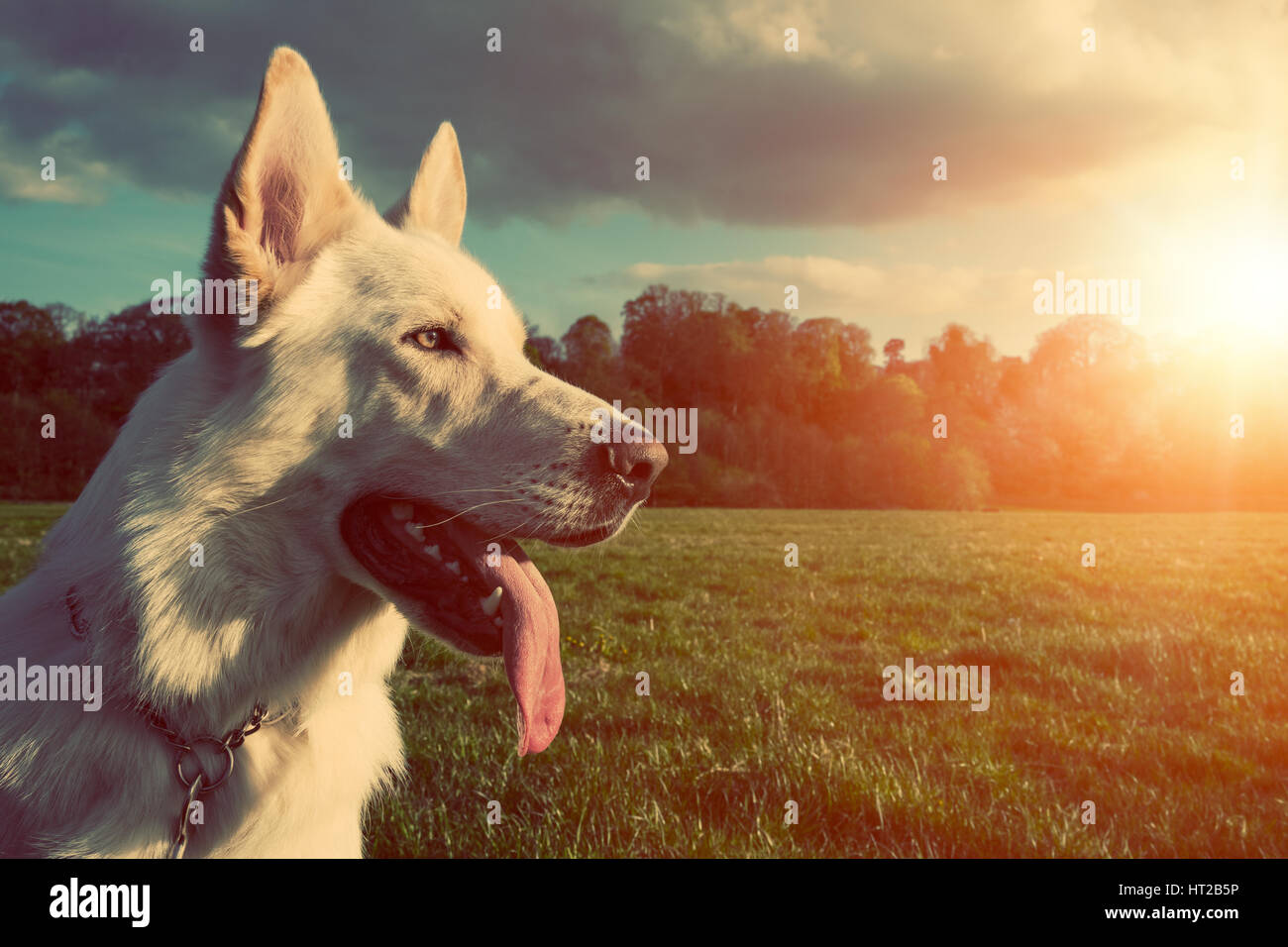 Gorgeous large white german shepherd dog in a park, colorised image ...