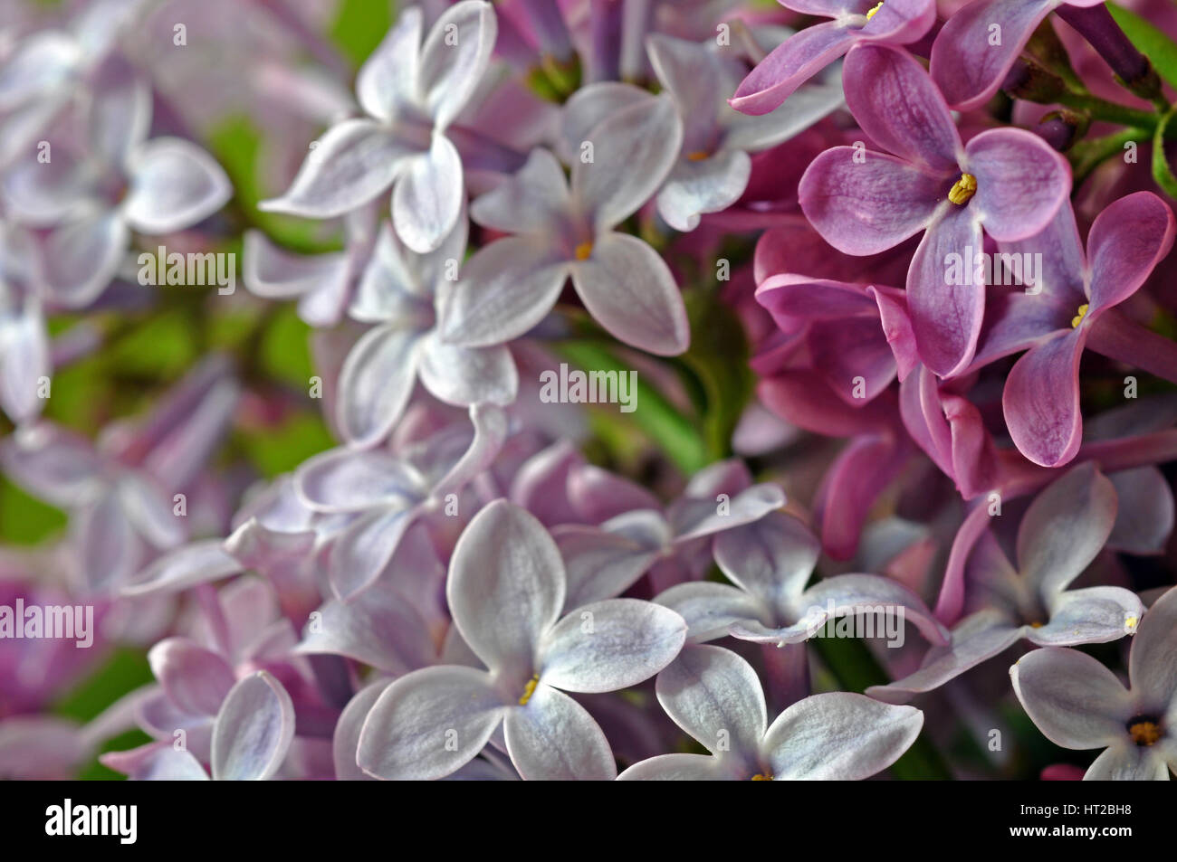 Lilac flower background Stock Photo - Alamy