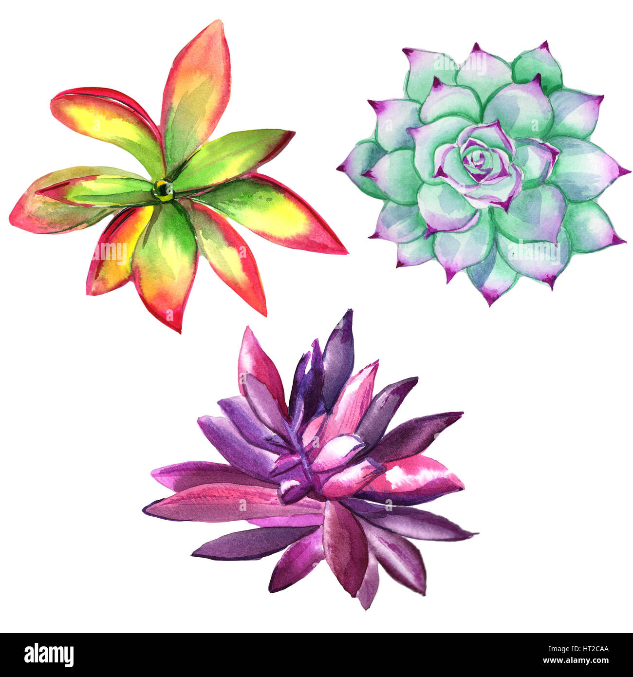 Wildflower succulentus flower in a watercolor style isolated. Full name ...