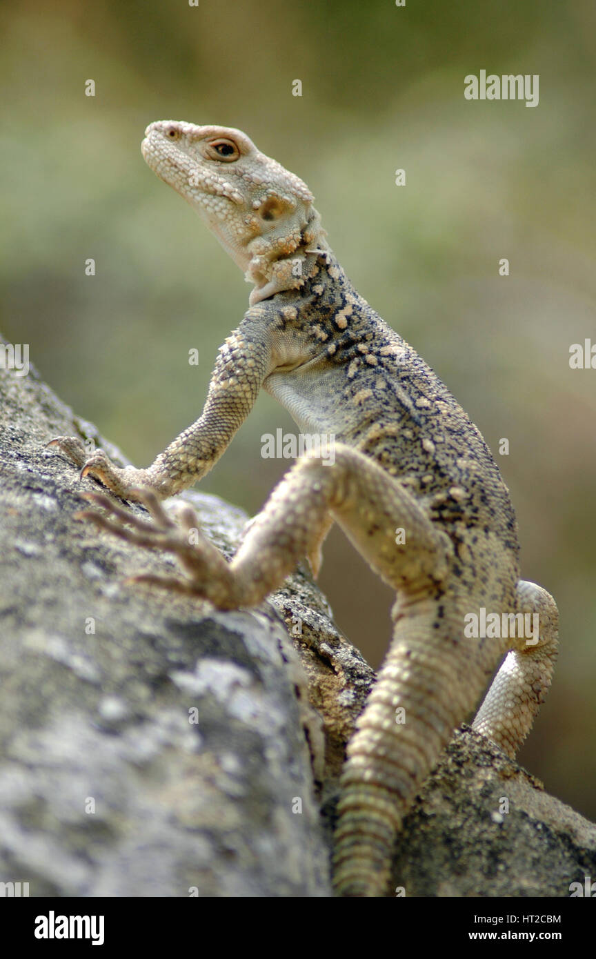 Lizard in the Caucasus mountains Stock Photo - Alamy