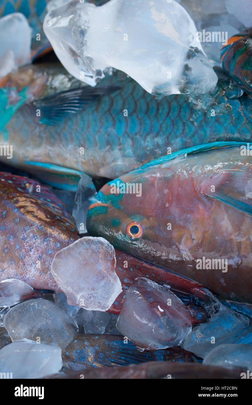 Parrot dead store hi-res stock photography and images - Alamy