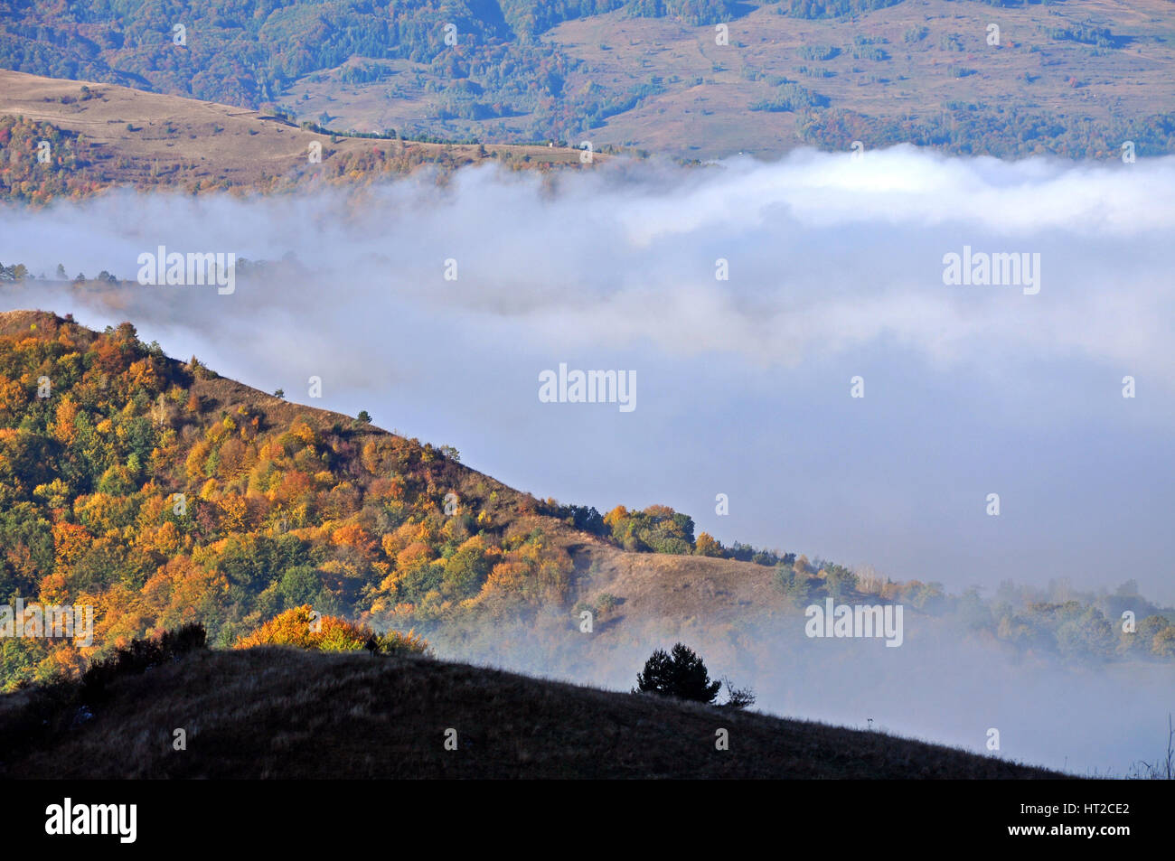 Treeline fog fall hi-res stock photography and images - Alamy