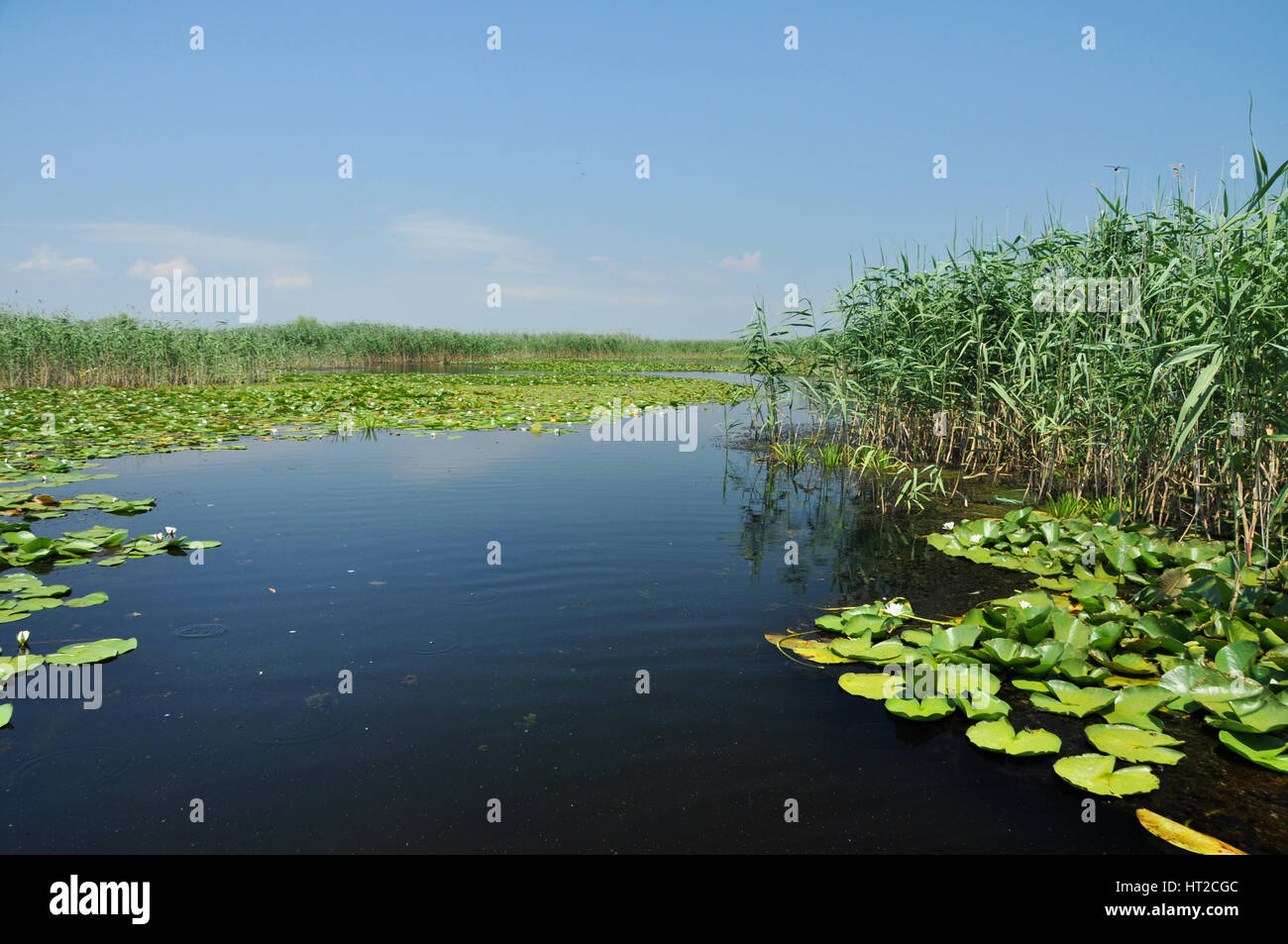 Water channel in the Danube delta with swamp vegetation Stock Photo - Alamy