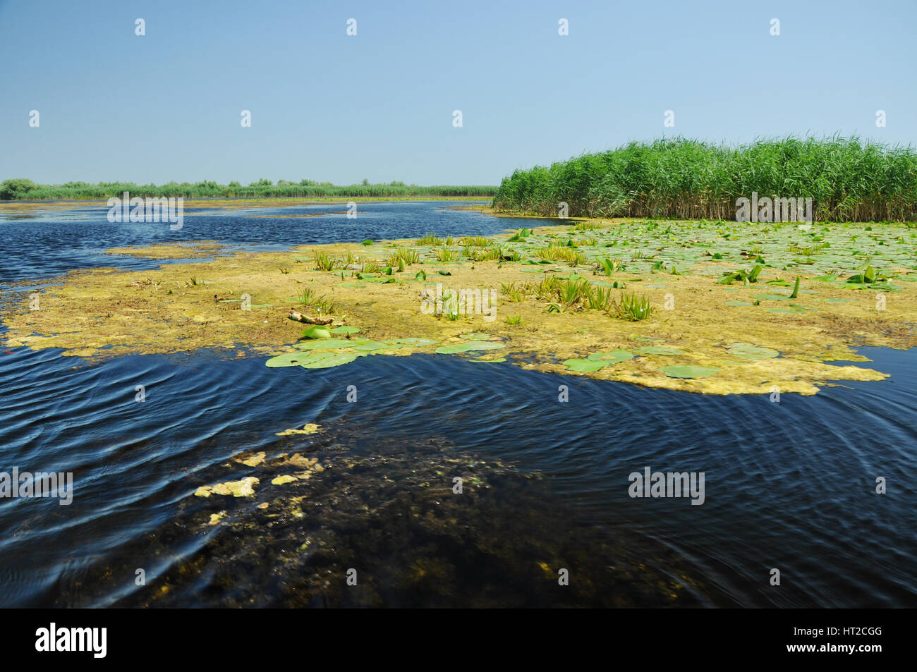 Swamp vegetation in the Danube Delta Stock Photo - Alamy