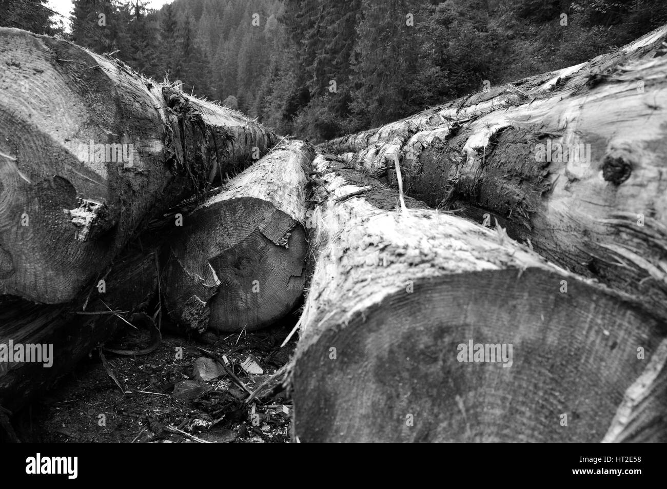 Tree logs Black and White Stock Photos & Images - Alamy