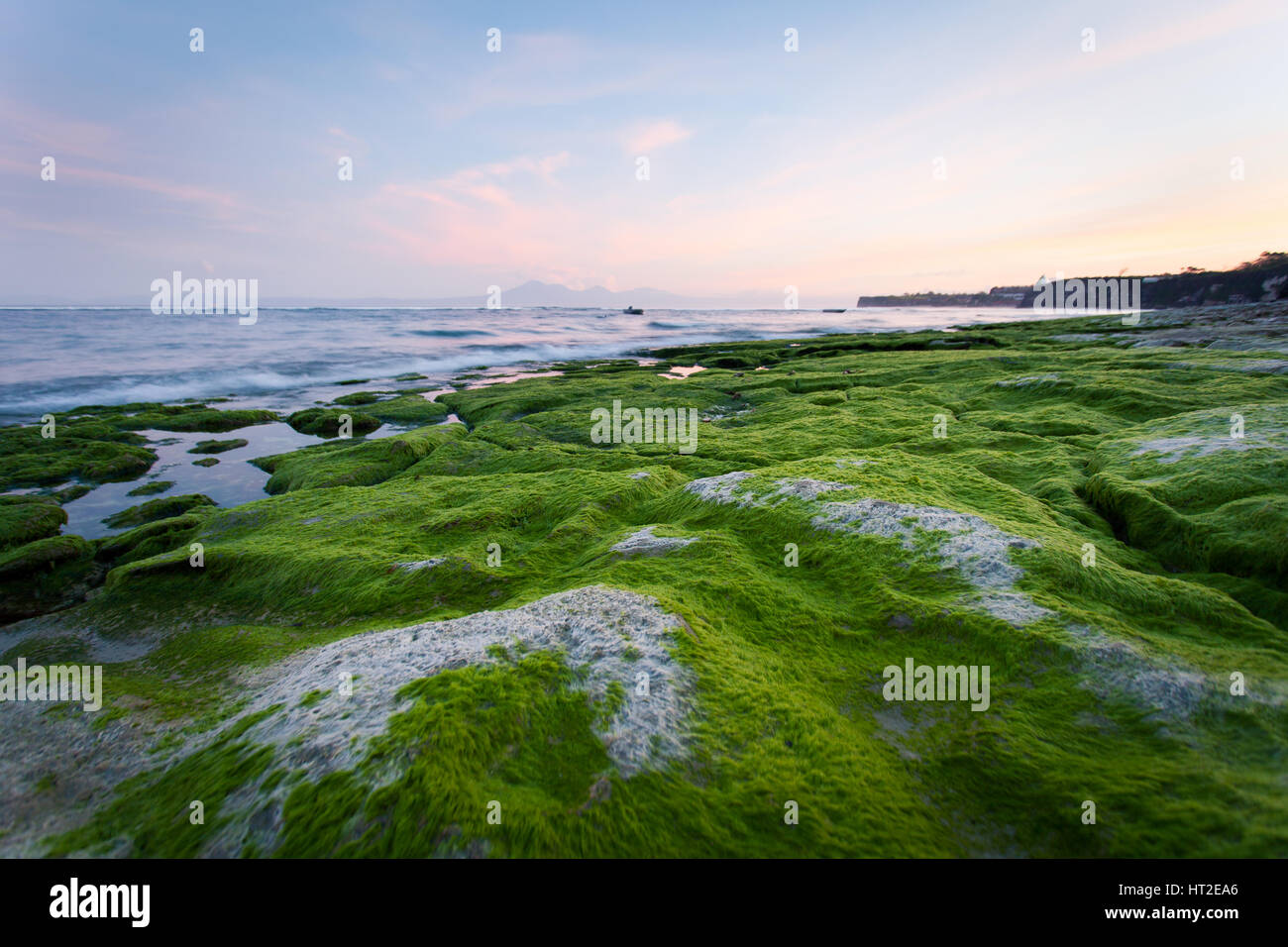 Rocky shore covered with green algae in the early morning with mountain ...