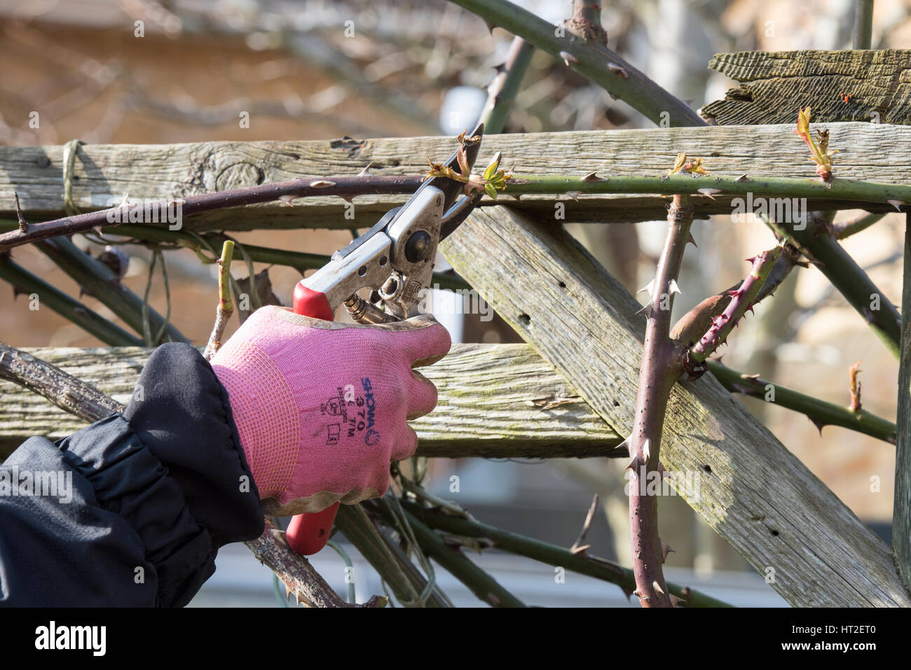 Pruning roses hi-res stock photography and images - Alamy