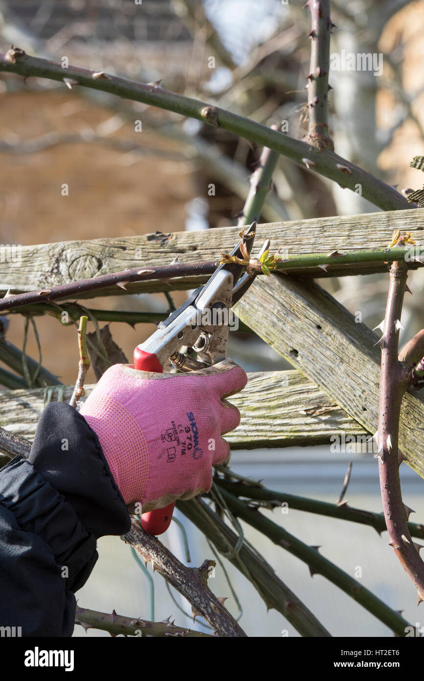 Woman pruning flower stem hi-res stock photography and images - Alamy