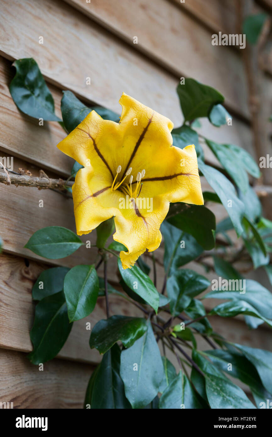Solandra maxima. Golden chalice vine flower at RHS Wisley Gardens ...