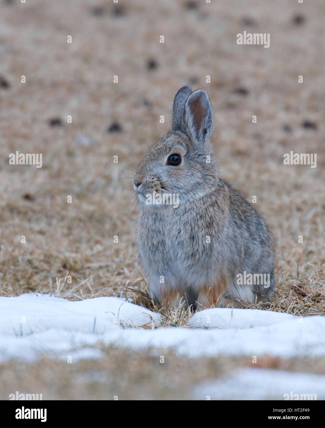 Mountain Cottontail Rabbit High Resolution Stock Photography and Images ...