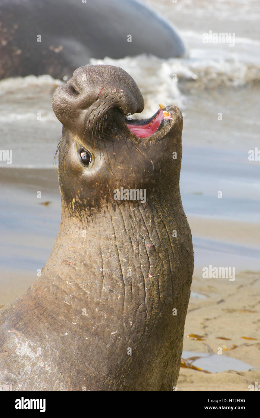 Endangered Elephant Seal portrait bellowing Stock Photo - Alamy