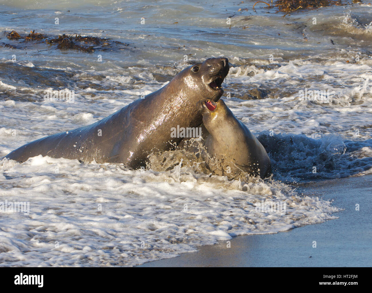 Endangered Elephant Seals mating on beach in waves Stock Photo - Alamy