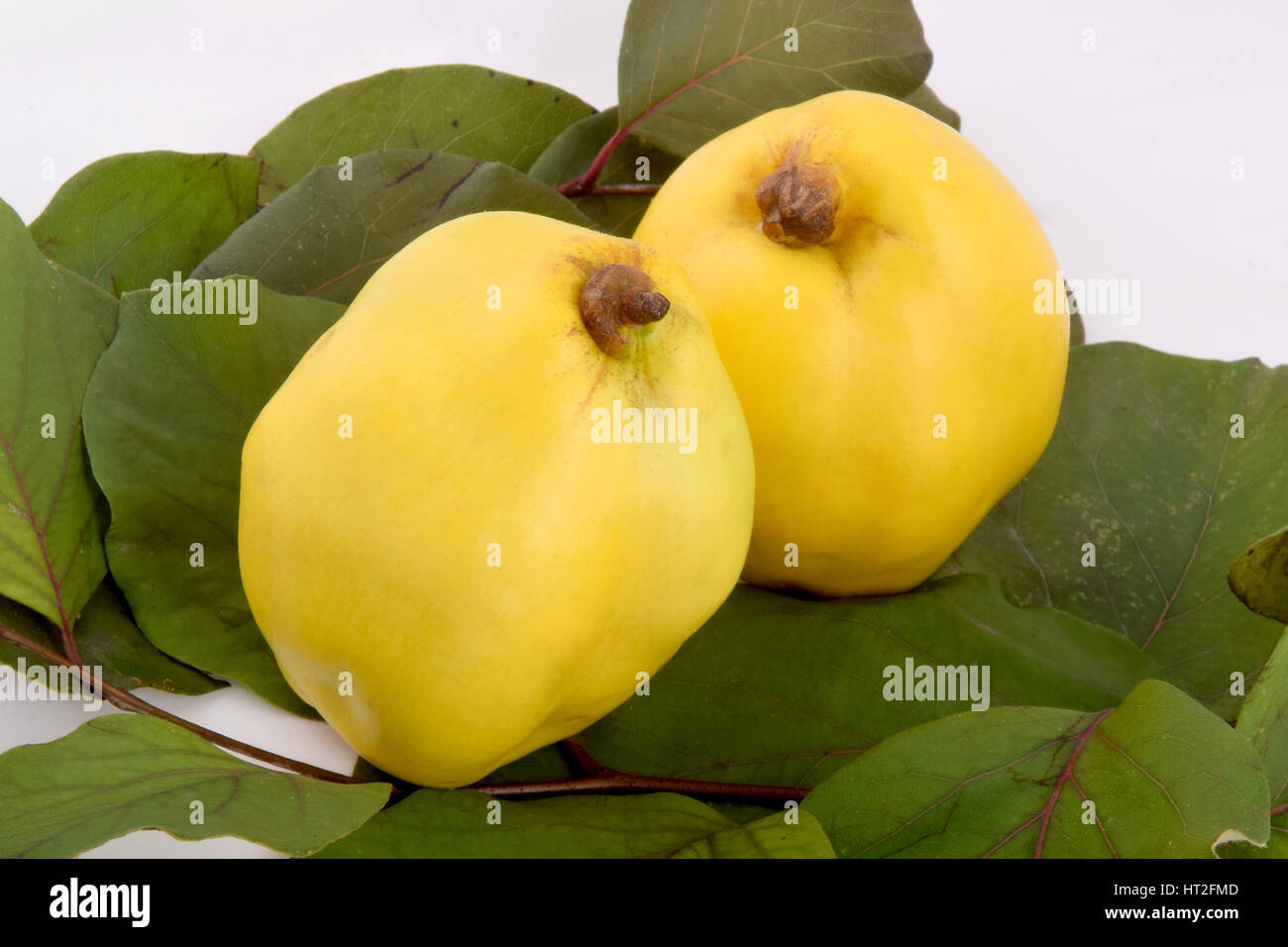 Large ripe yellow quince with leaves on white background Stock Photo ...