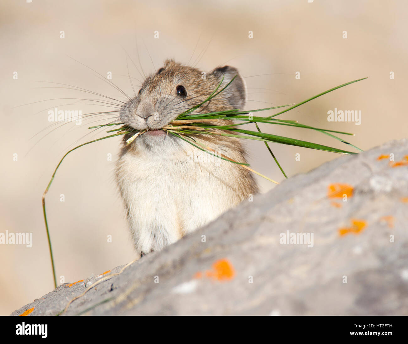 American Pika on gray rocks Stock Photo - Alamy