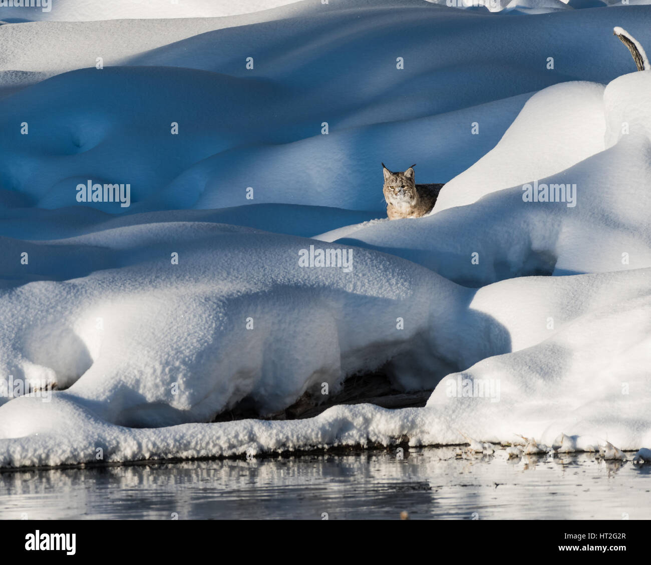 A bobcat (Lynx rufus) hunting for prey along the Madison River in ...