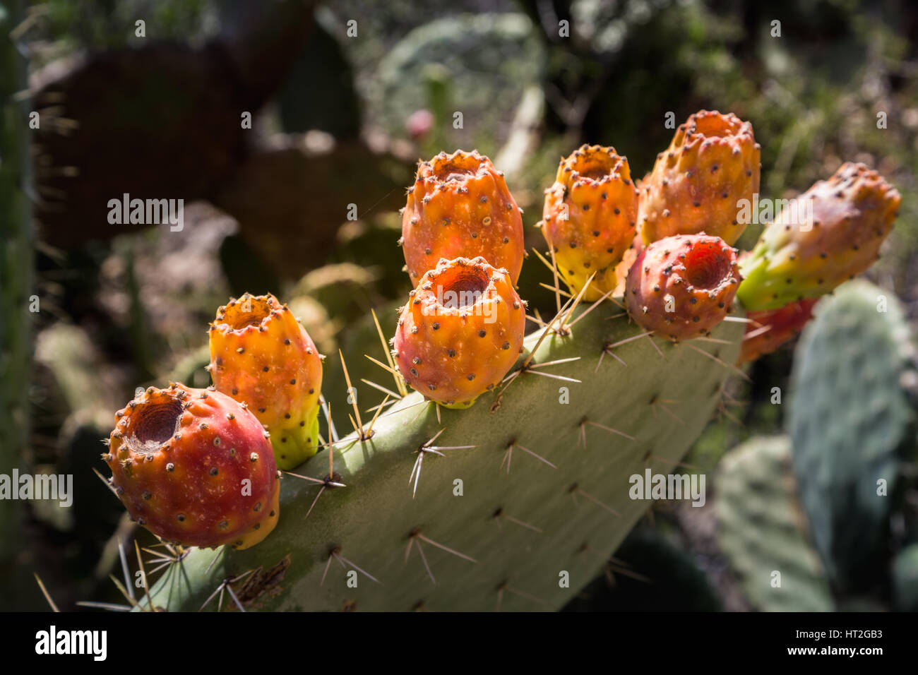Cactus plants growing wild in the Costa Blanca, Spain, Europe Stock ...
