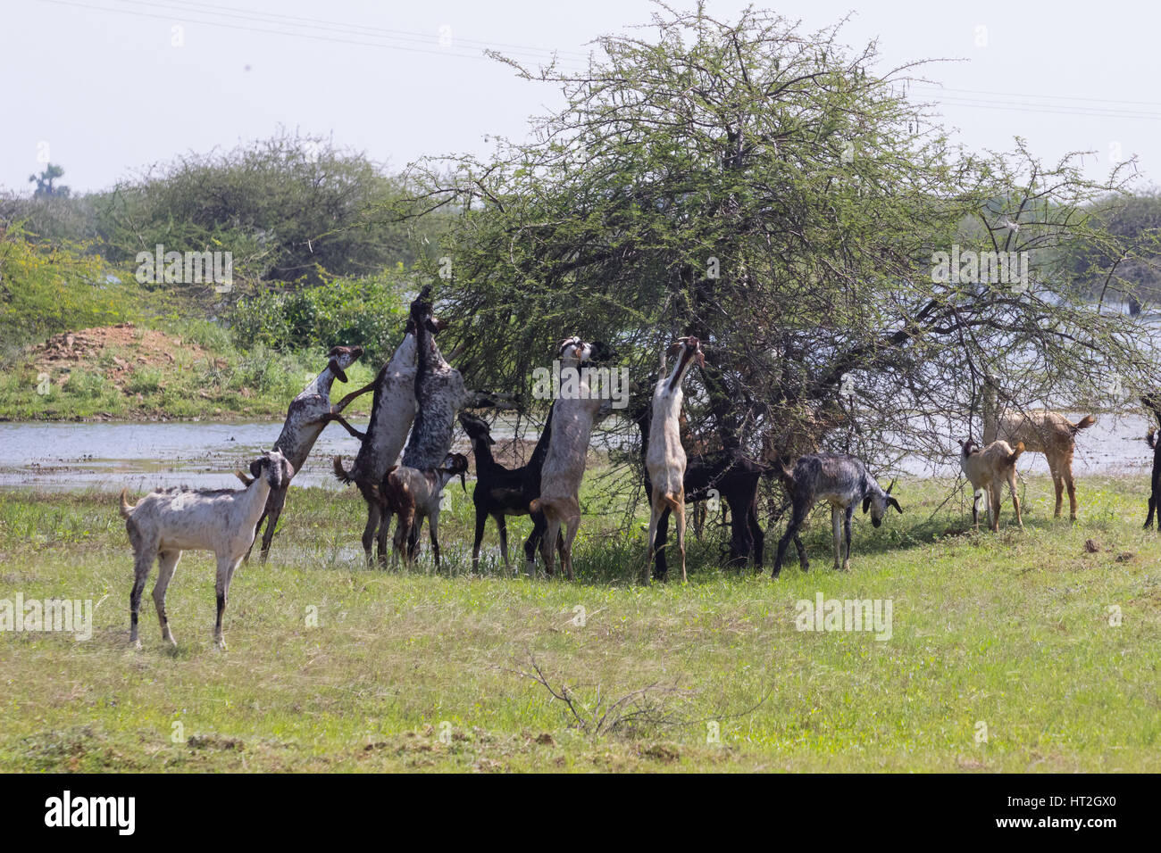 Jamnapari goat hi-res stock photography and images - Alamy