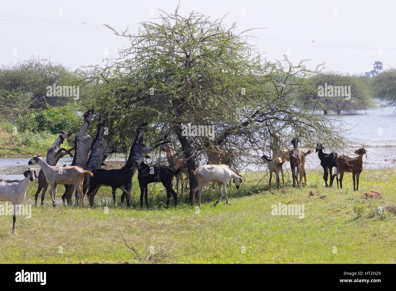 Jamnapari goat hi-res stock photography and images - Alamy