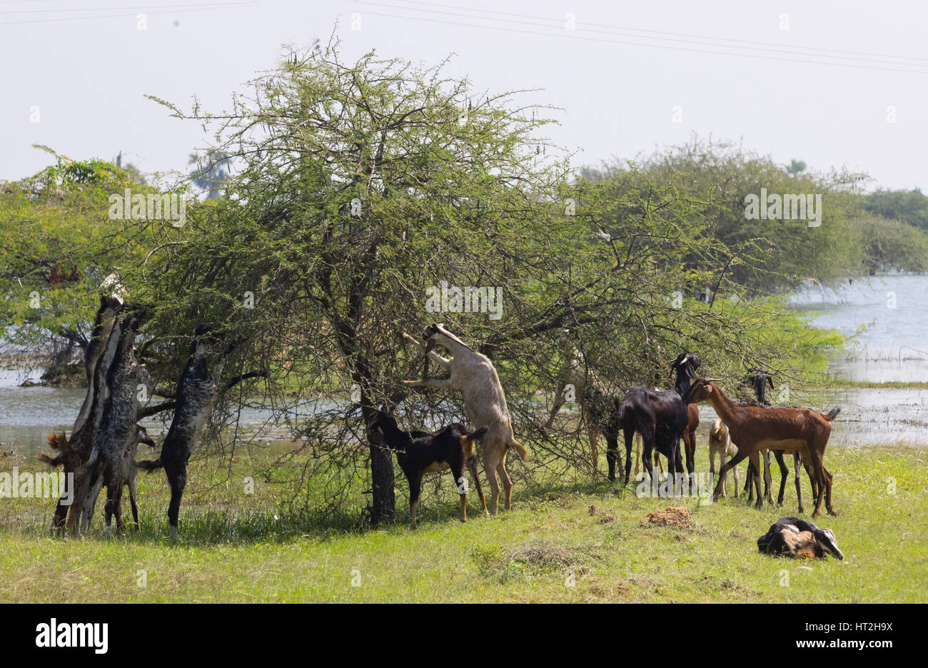 India group of goats hi-res stock photography and images - Alamy