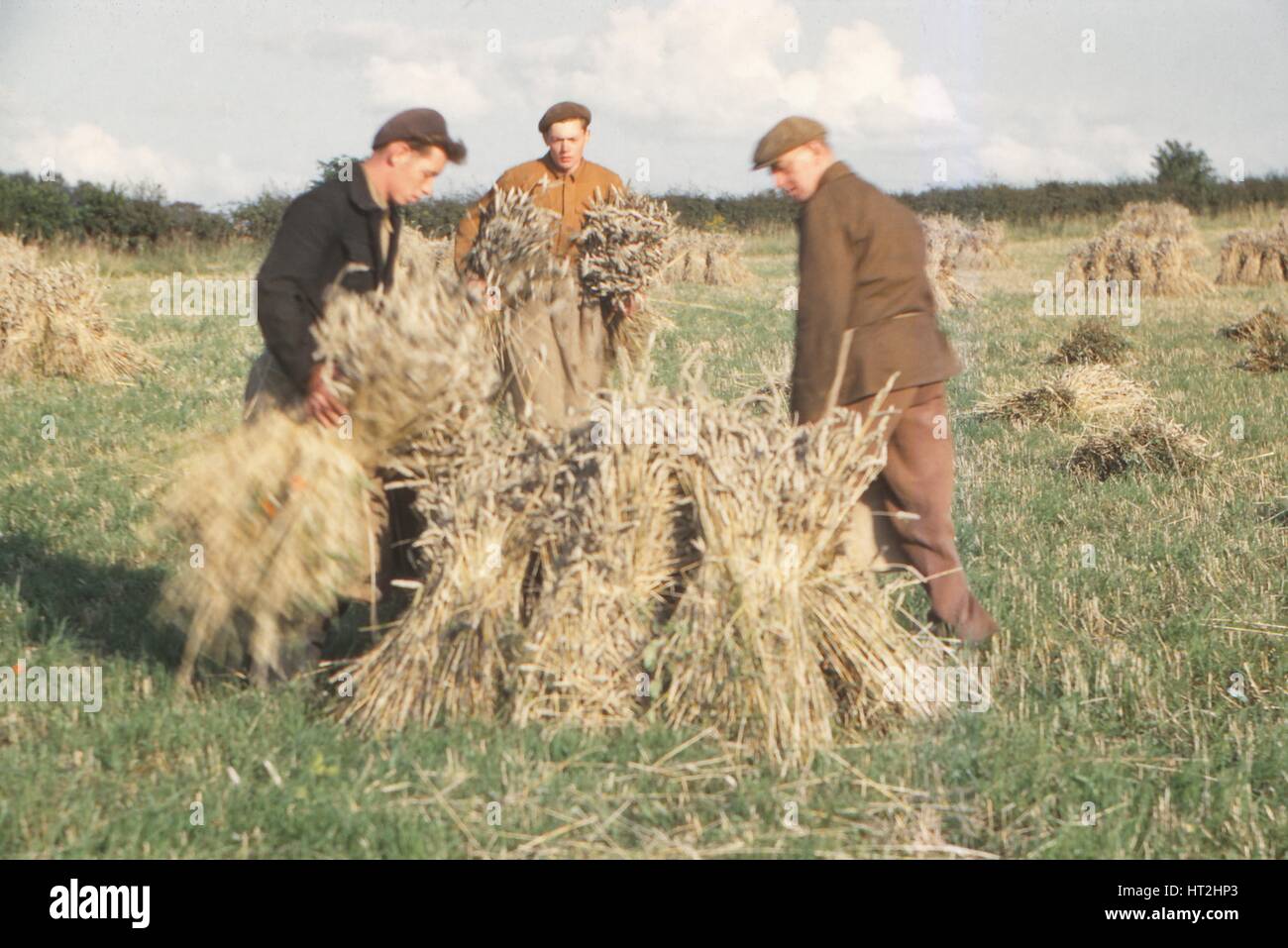 Stook corn hi-res stock photography and images - Alamy