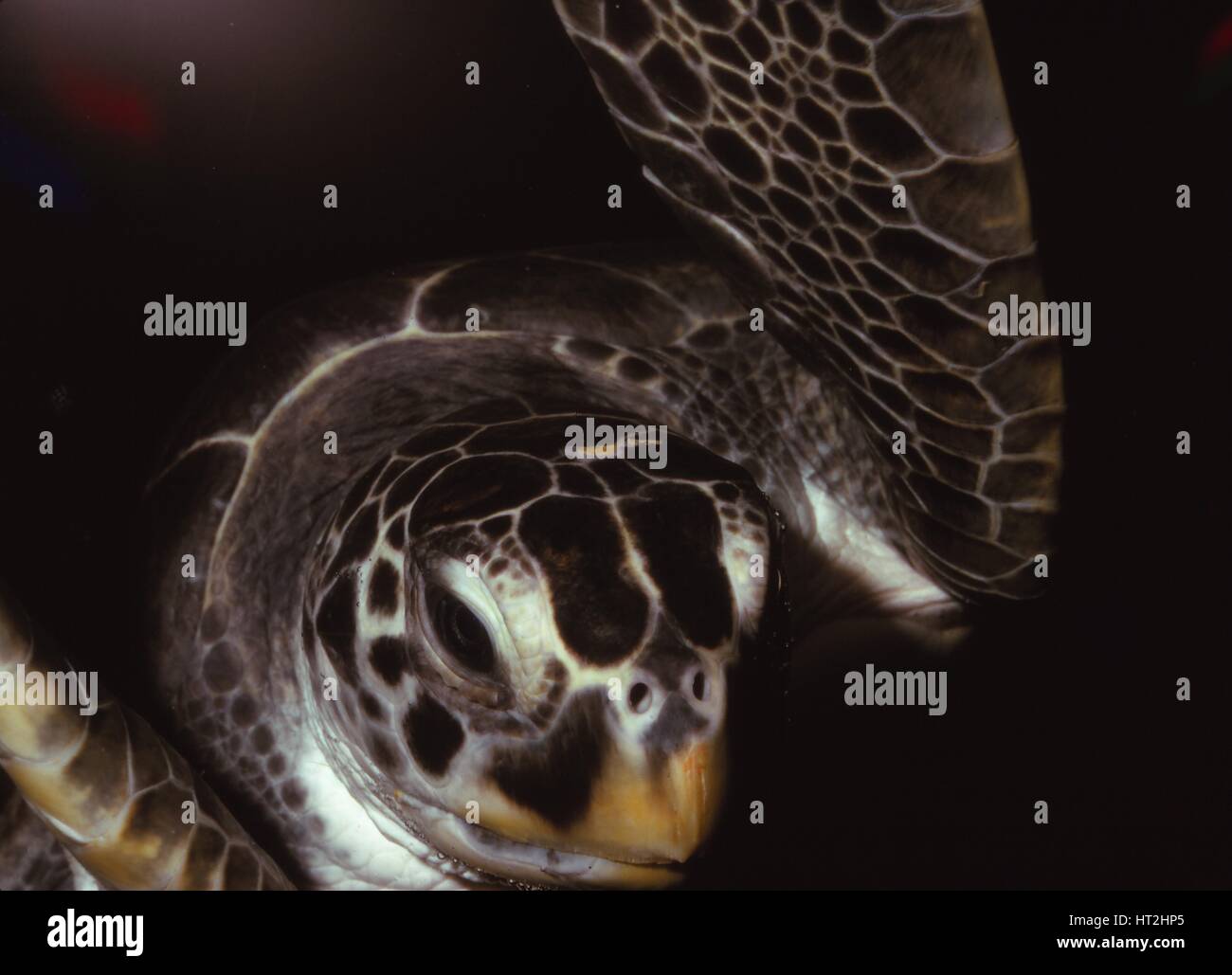Loggerhead Turtle, (Caretta Caretta), 20th century. Artist: CM Dixon ...