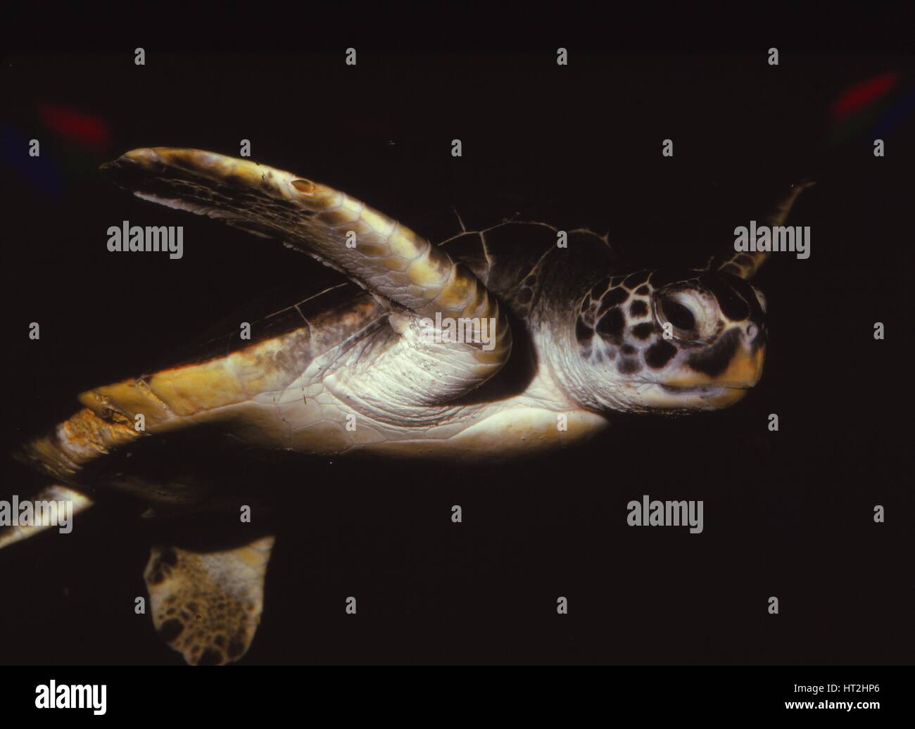 Loggerhead Turtle, (Caretta Caretta), 20th century. Artist: CM Dixon ...