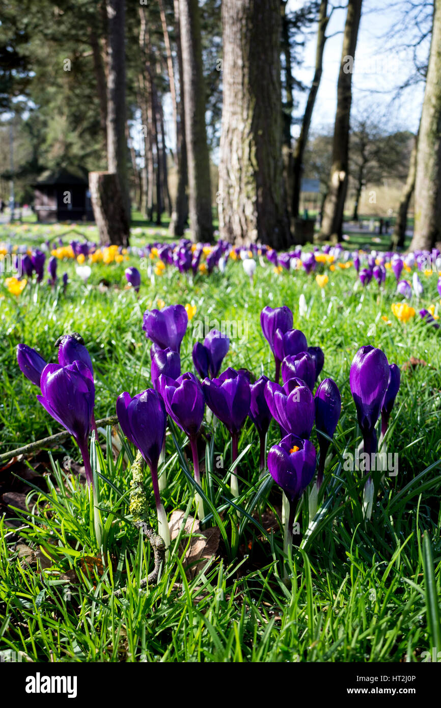 Crocus flowers in spring, Brueton Park, Solihull, West Midlands ...