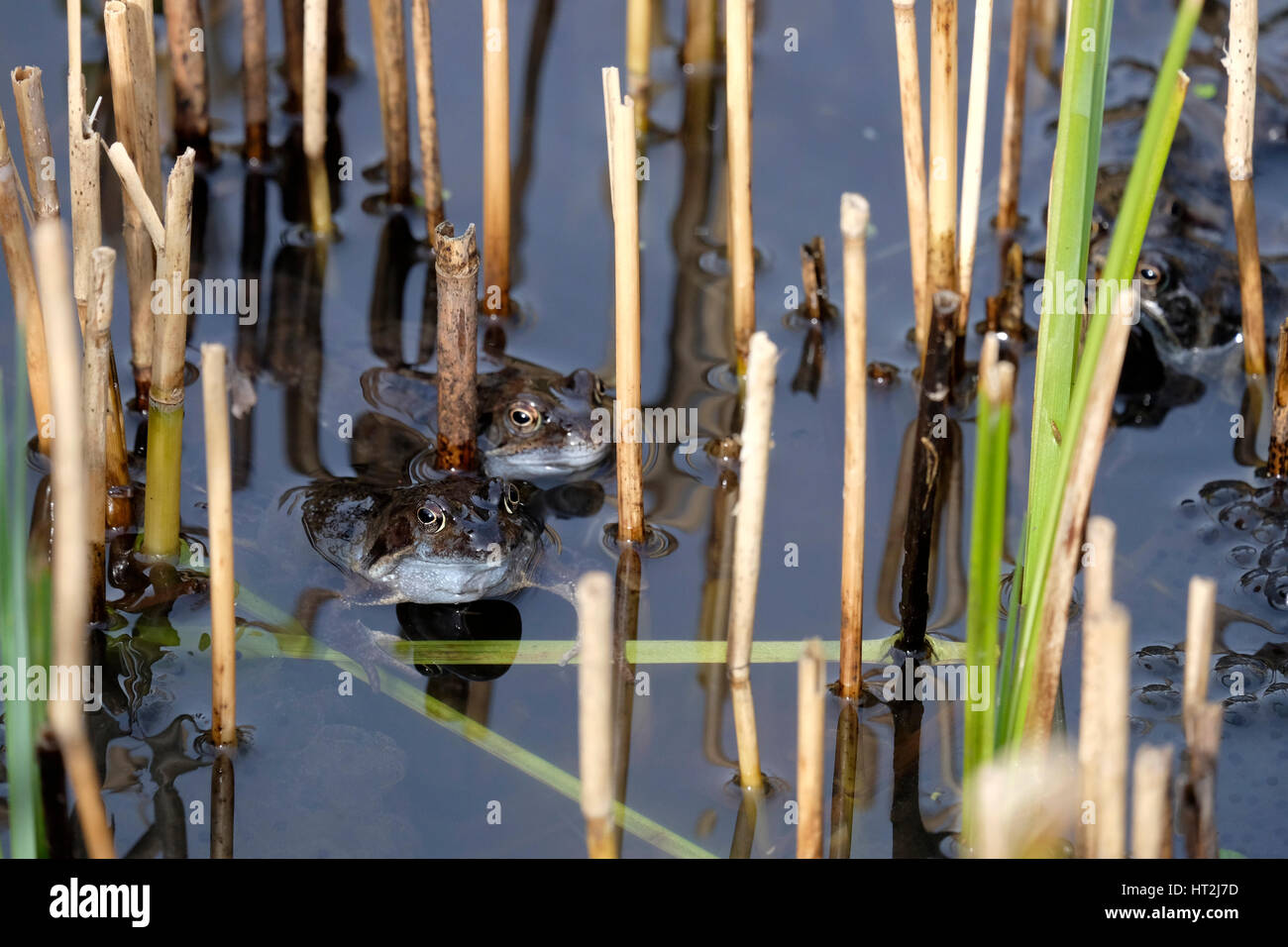 Common frog breeding pond hi-res stock photography and images - Alamy