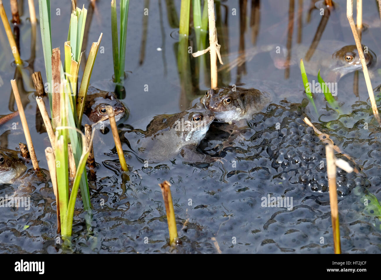 Frogs Mating Uk High Resolution Stock Photography and Images - Alamy