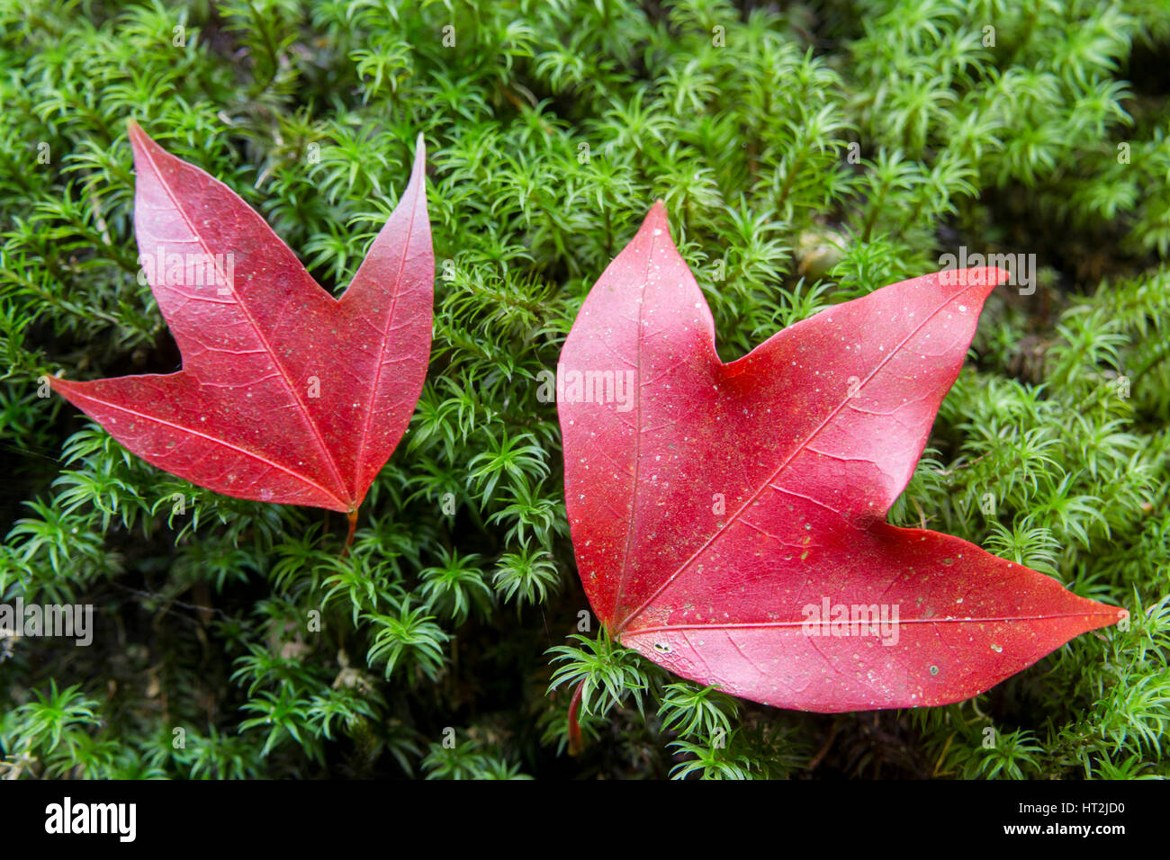 red maple tree background Stock Photo - Alamy