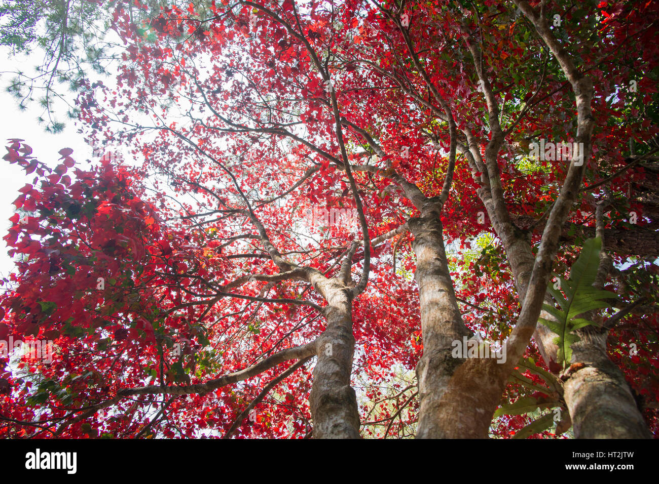 red maple tree background Stock Photo - Alamy