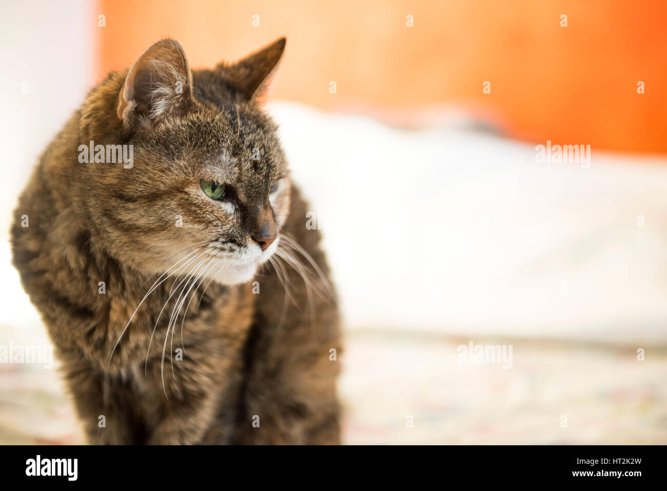 Cat at home Stock Photo - Alamy