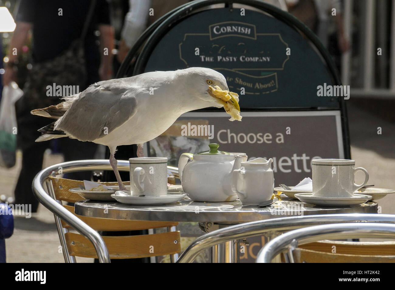 Seagull stealing hi-res stock photography and images - Alamy