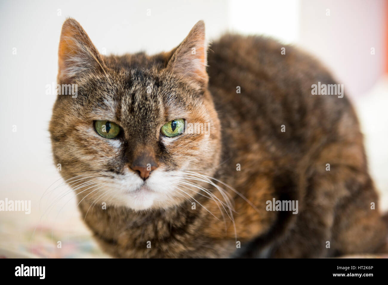 Cat at home Stock Photo - Alamy
