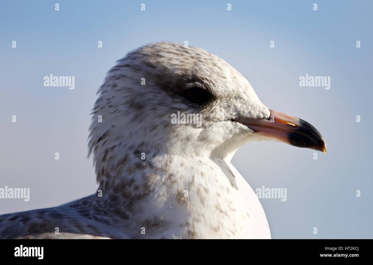 Amazing isolated photo of a cute gull Stock Photo - Alamy