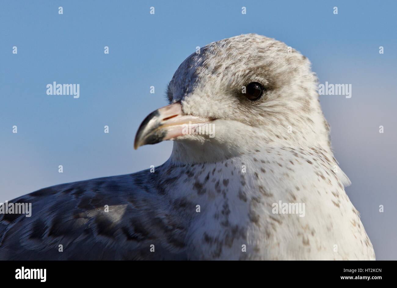 Amazing isolated photo of a cute gull Stock Photo - Alamy