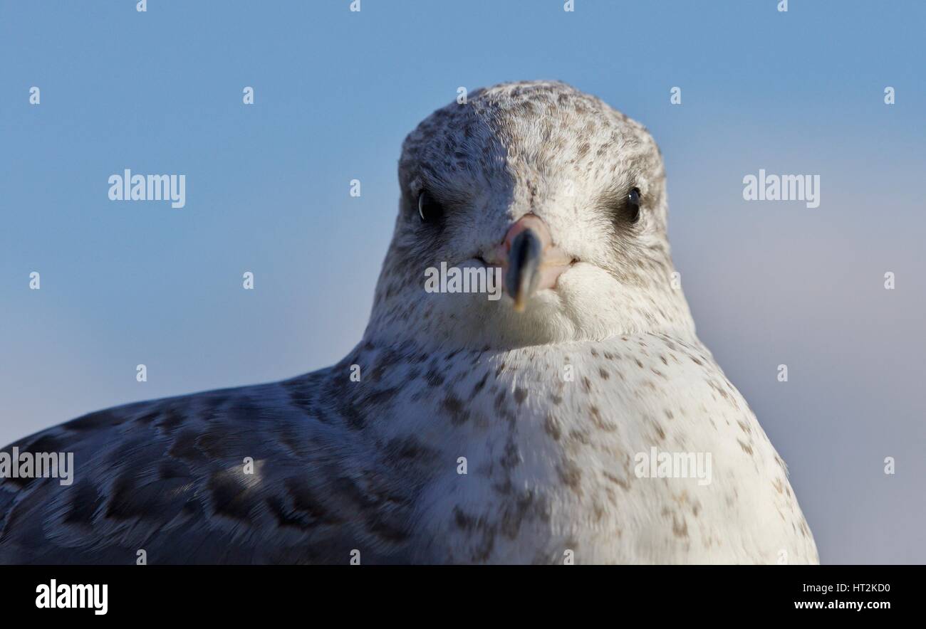 Amazing isolated photo of a cute gull Stock Photo - Alamy