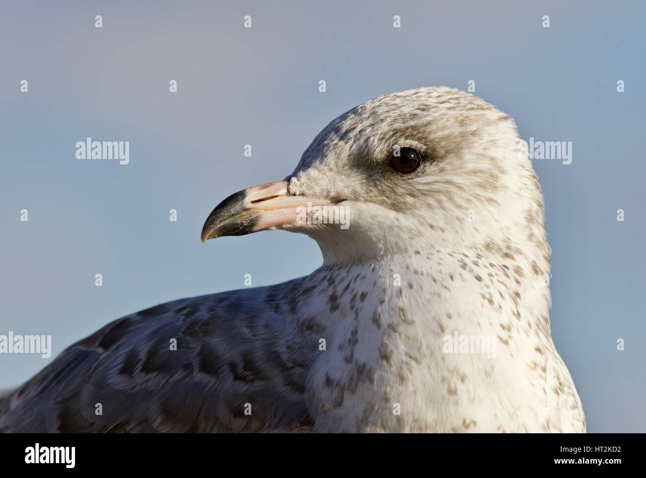 Amazing isolated photo of a cute gull Stock Photo - Alamy