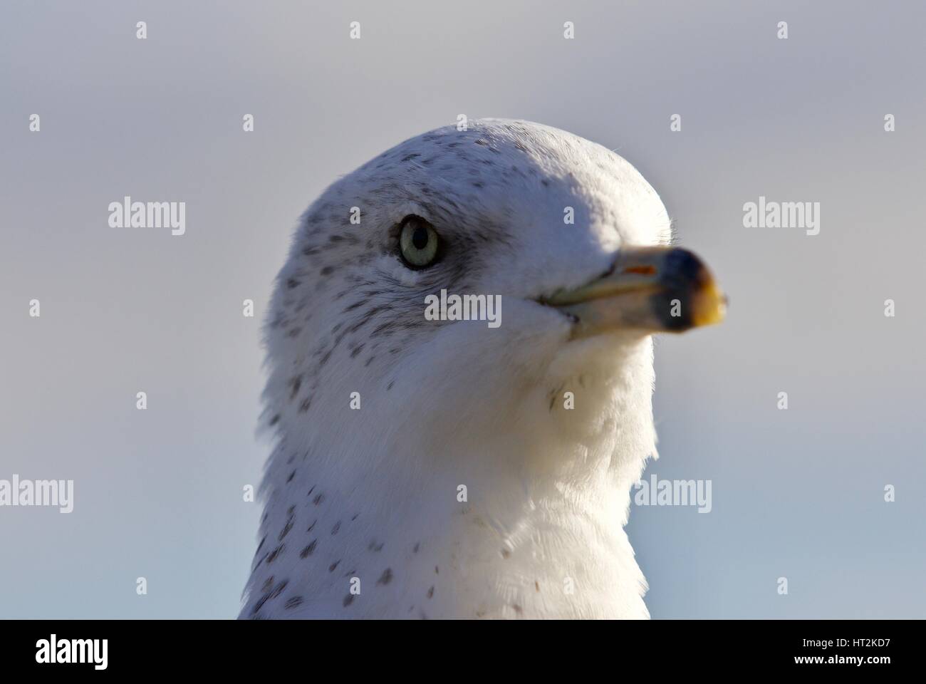 Amazing isolated photo of a cute gull Stock Photo - Alamy