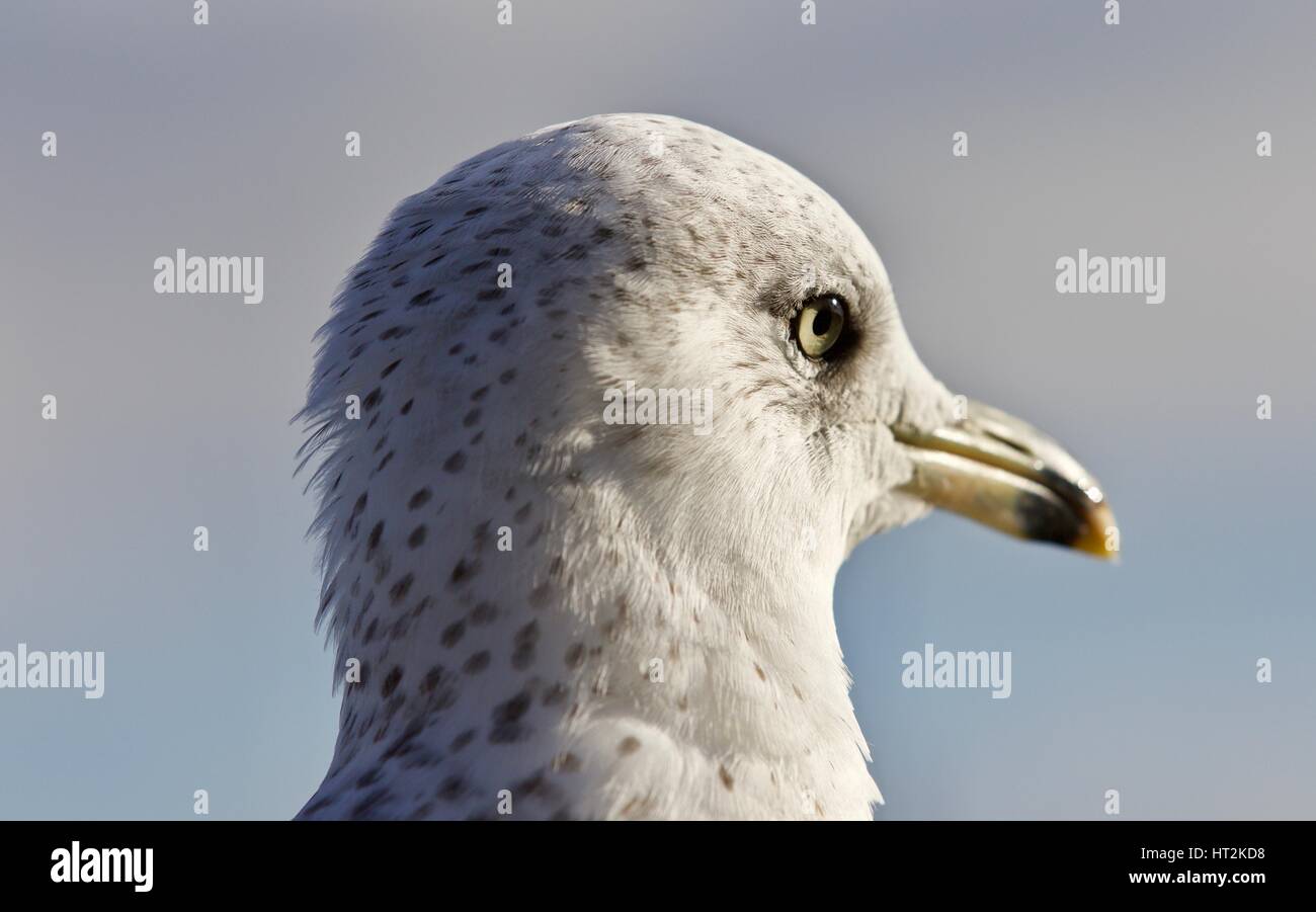 Amazing isolated photo of a cute gull Stock Photo - Alamy