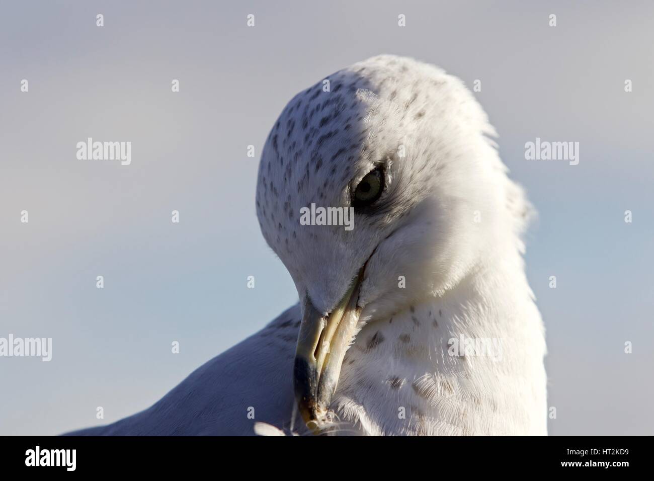 Amazing isolated photo of a cute gull Stock Photo - Alamy