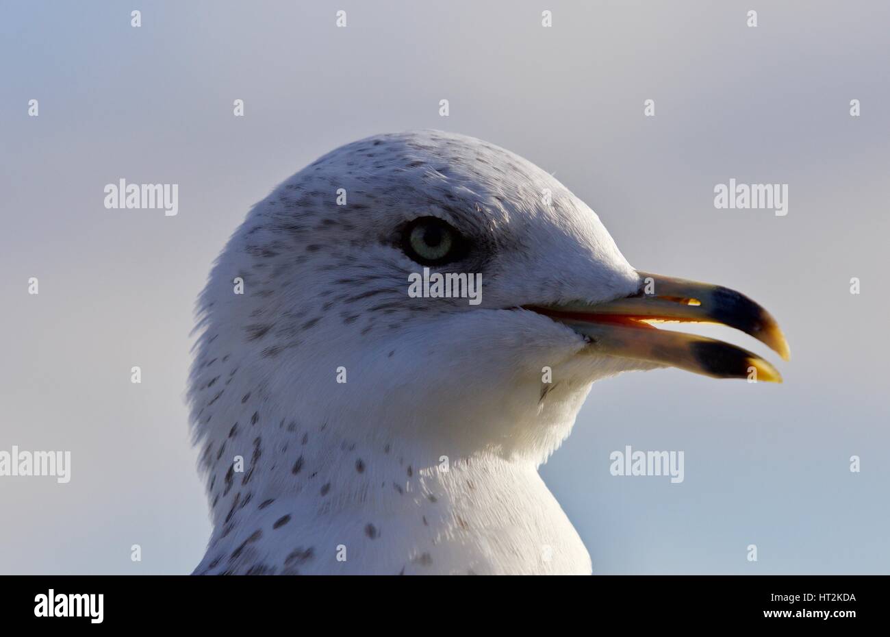 Amazing isolated photo of a cute gull Stock Photo - Alamy