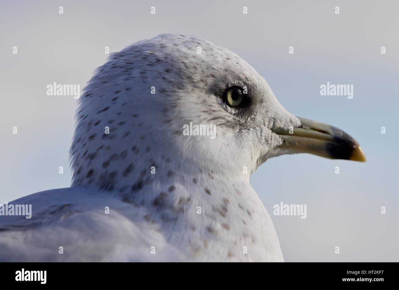 Amazing isolated photo of a cute gull Stock Photo - Alamy