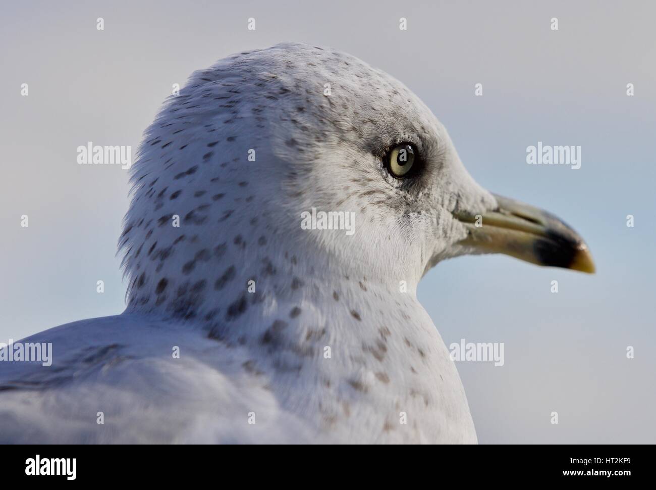 Amazing isolated photo of a cute gull Stock Photo - Alamy