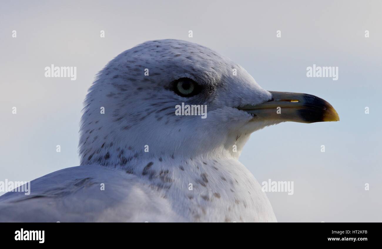 Amazing isolated photo of a cute gull Stock Photo - Alamy