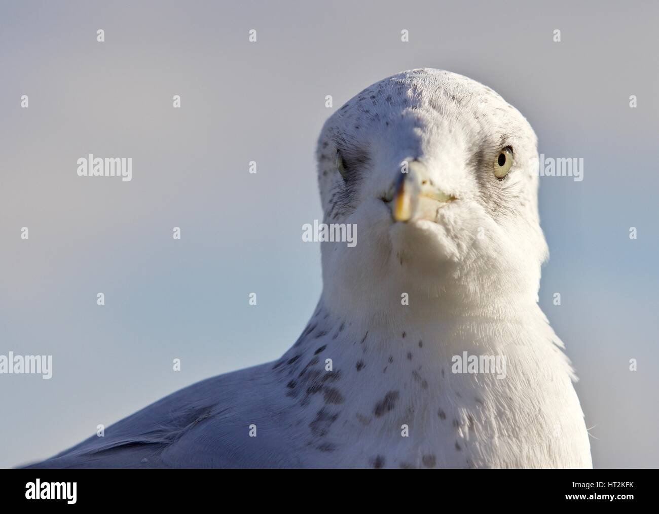 Amazing isolated photo of a cute gull Stock Photo - Alamy