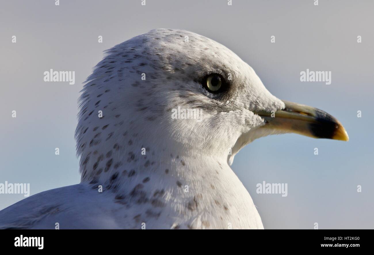 Amazing isolated photo of a cute gull Stock Photo - Alamy