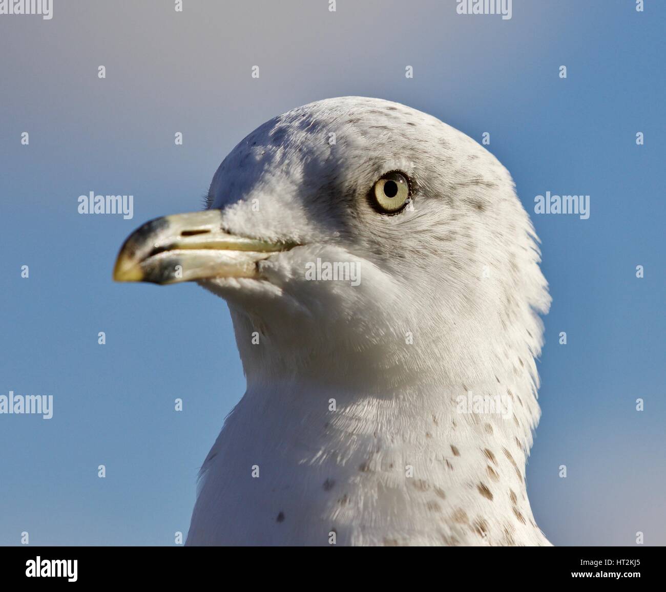 Amazing isolated photo of a cute gull Stock Photo - Alamy